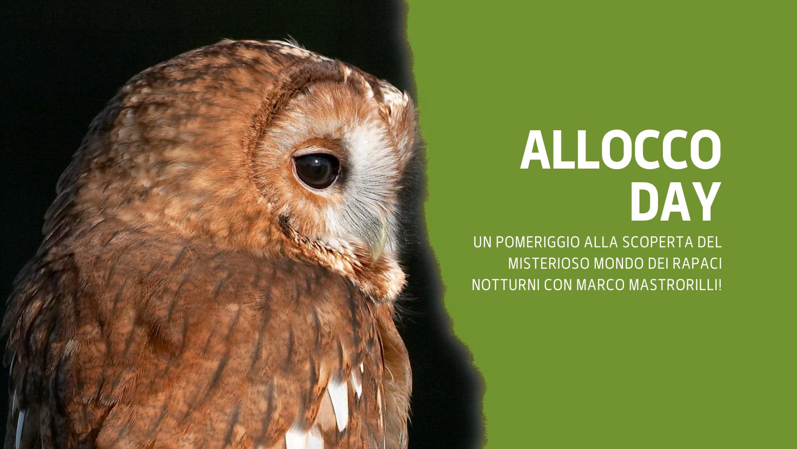 Allocco Day - Arnica